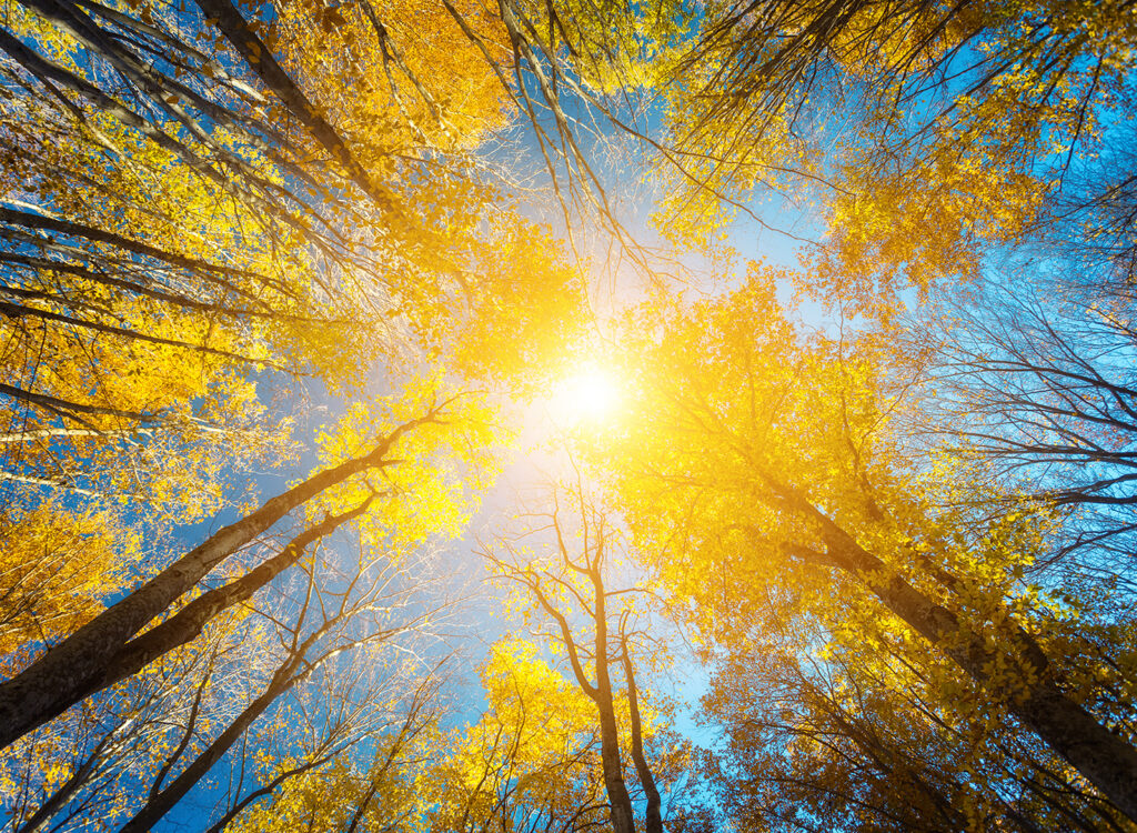 Vitamin D3 - Das Sonnenvitamin - Die Natur als Apotheke